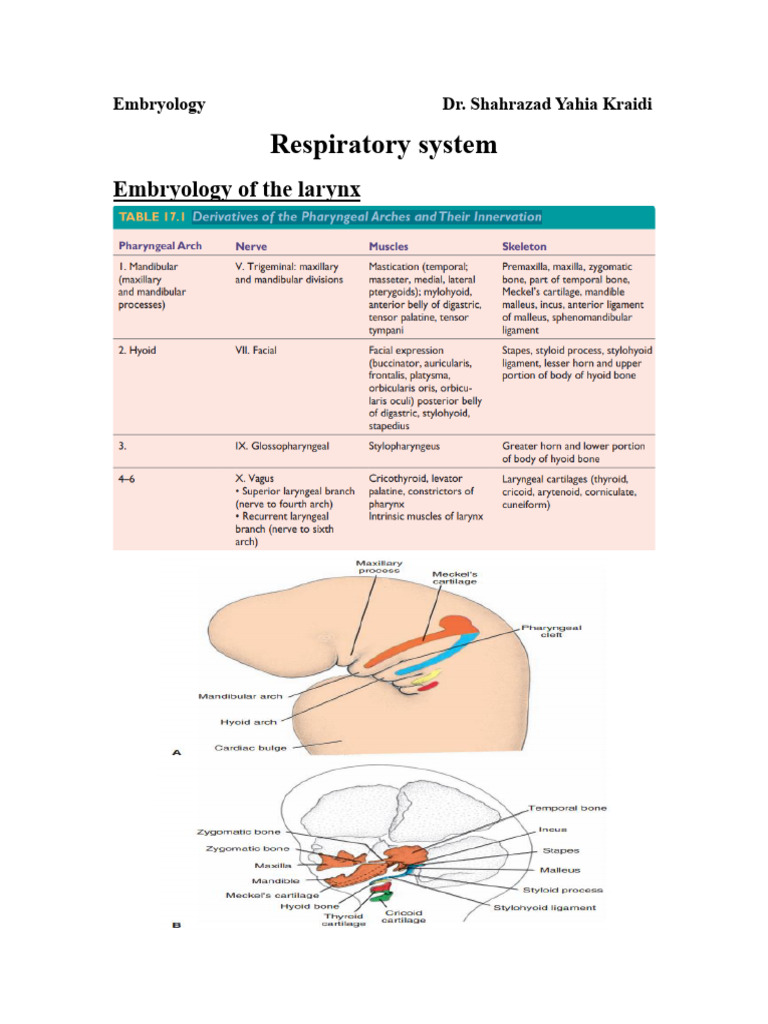 Embryo. Lec.2 Larynx, Trachea and Lungs | PDF | Larynx | Lung