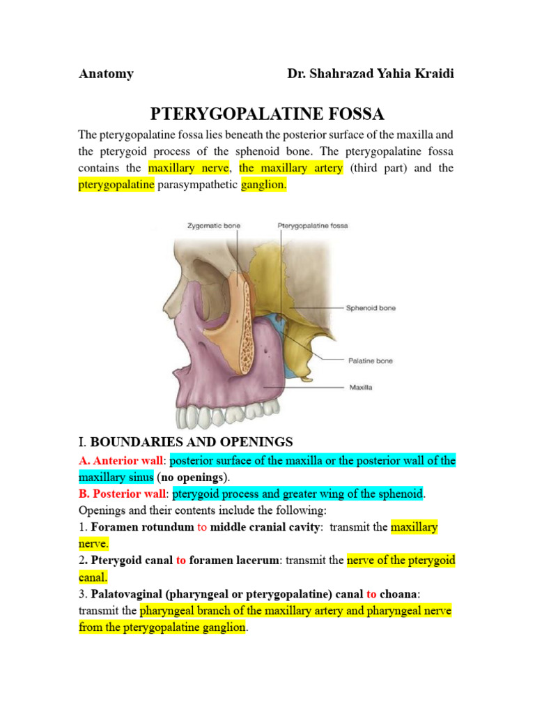 Anatomy Lec.2 Pterygopalatine Fossa | PDF | Neuroanatomy | Nervous System