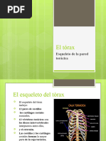 Anatomía y Estructura del Tórax | PDF | Tórax | Vértebra