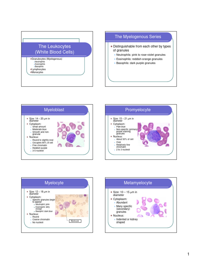 Hematology WBC Disorders 1 | PDF | White Blood Cell | Lymphocyte