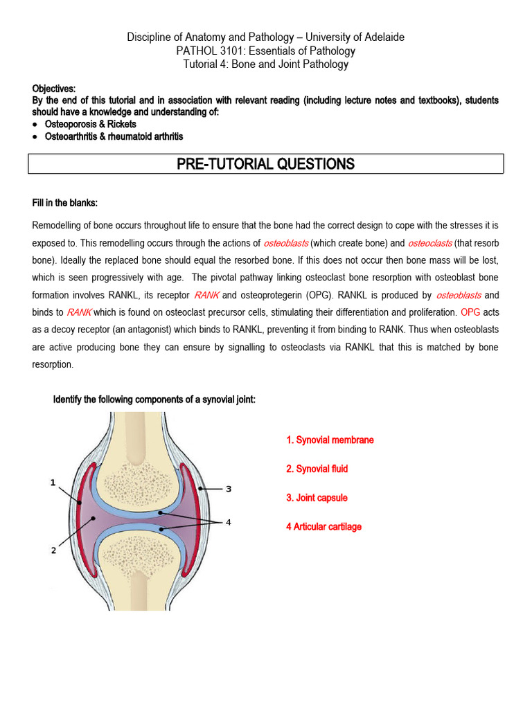 Tutorial 4 Bone and Joint - ANSWERS | PDF | Bone | Osteoporosis