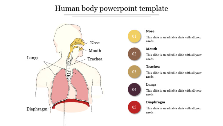 20050-Human Body Powerpoint Template | PDF
