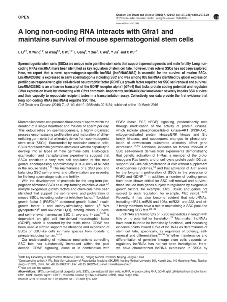 A Long Non-Coding RNA Interacts With Gfra1 and Maintains Survival of Mouse Spermatogonial Stem ...