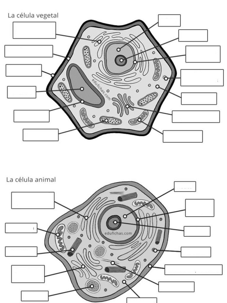 Ficha de Celula Animal y Vegetal | PDF