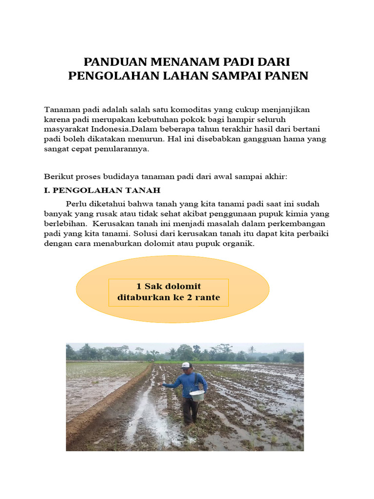 Panduan Lengkap Budidaya Padi | PDF
