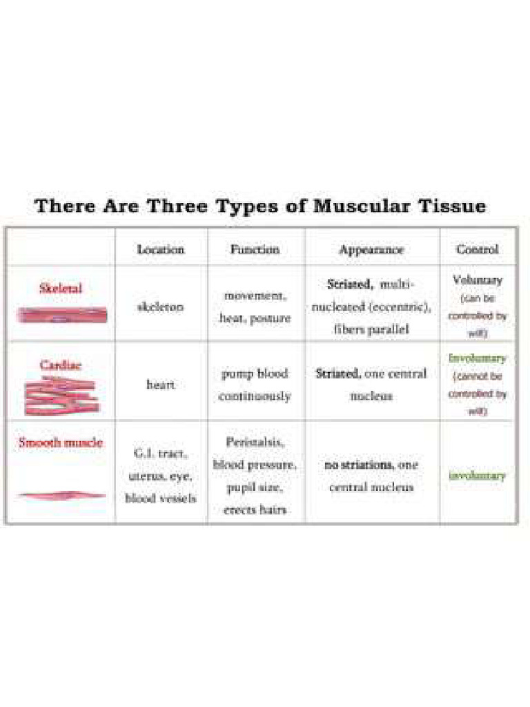 Muscular System Physiology 3 320 | PDF