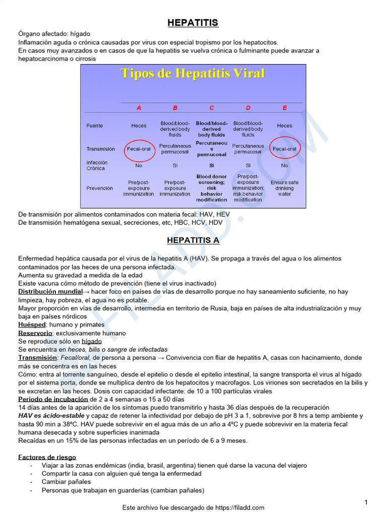 Guía Completa sobre Hepatitis A y E | PDF | Hepatitis | Hepatitis B