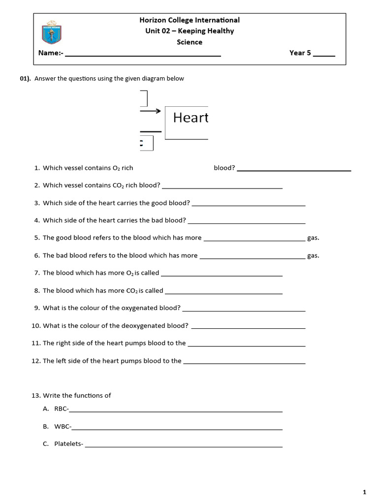 Heart and Digestive System Worksheet | PDF | Blood | Blood Vessel
