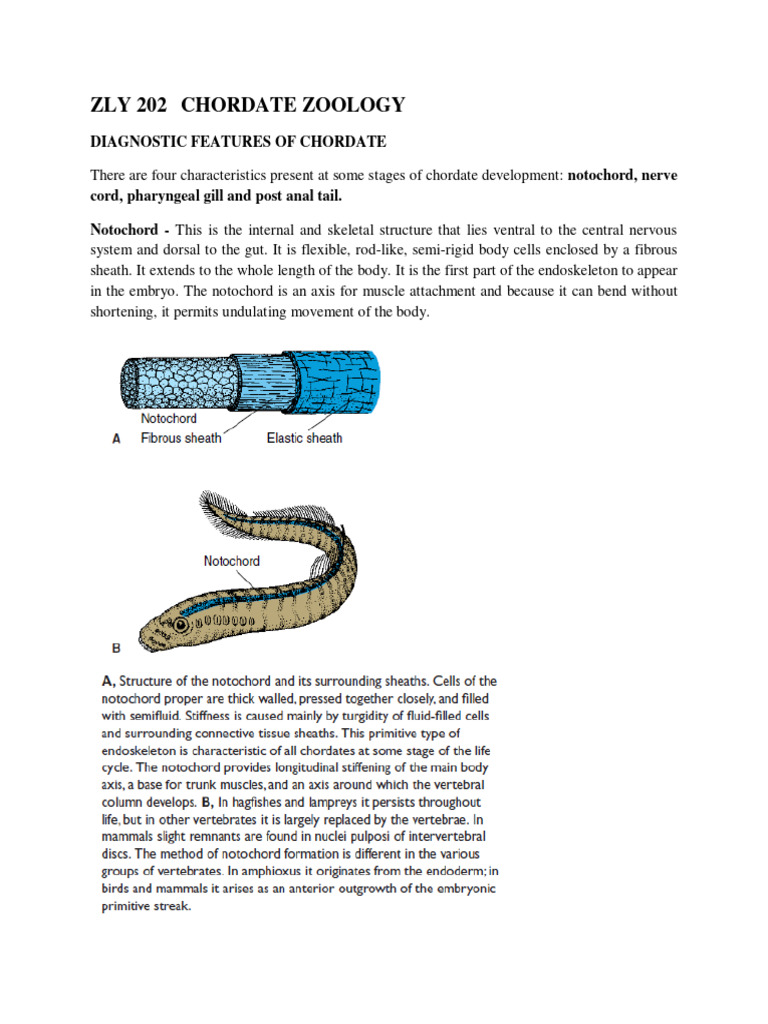 Zly 202 Chordate Zoology | PDF | Vertebrates | Vertebral Column