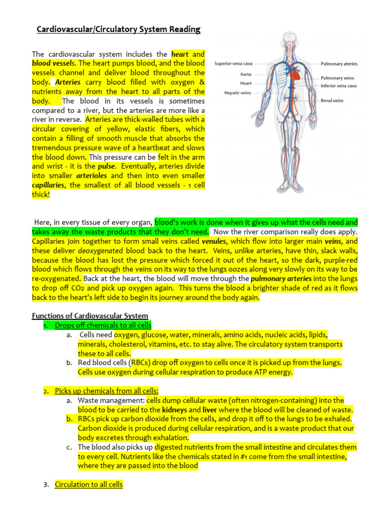 Cardiovascular Reading 2020 | PDF | Artery | Blood