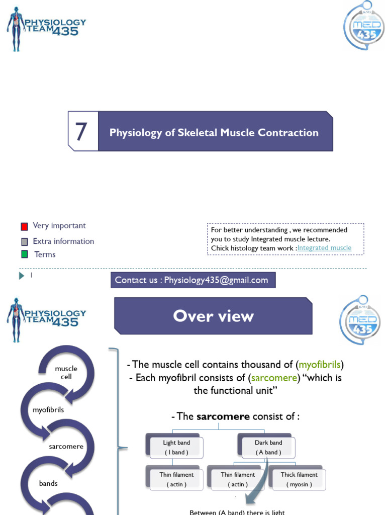 7 Muscle Contraction | PDF | Muscle Contraction | Actin
