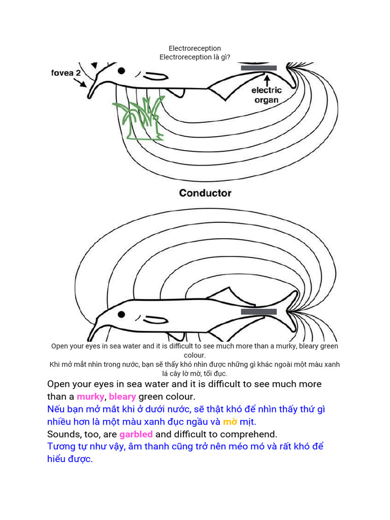 Electroreception | PDF