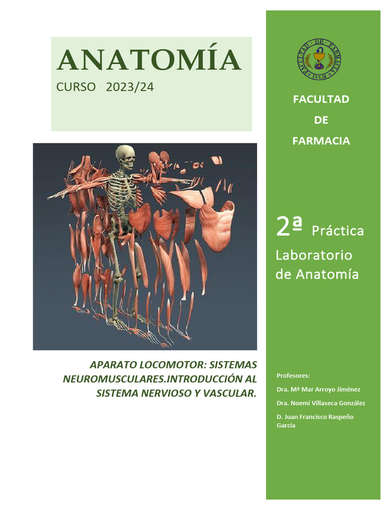 PrÃ¡ctica 2 | PDF | Anatomía | Anatomía humana