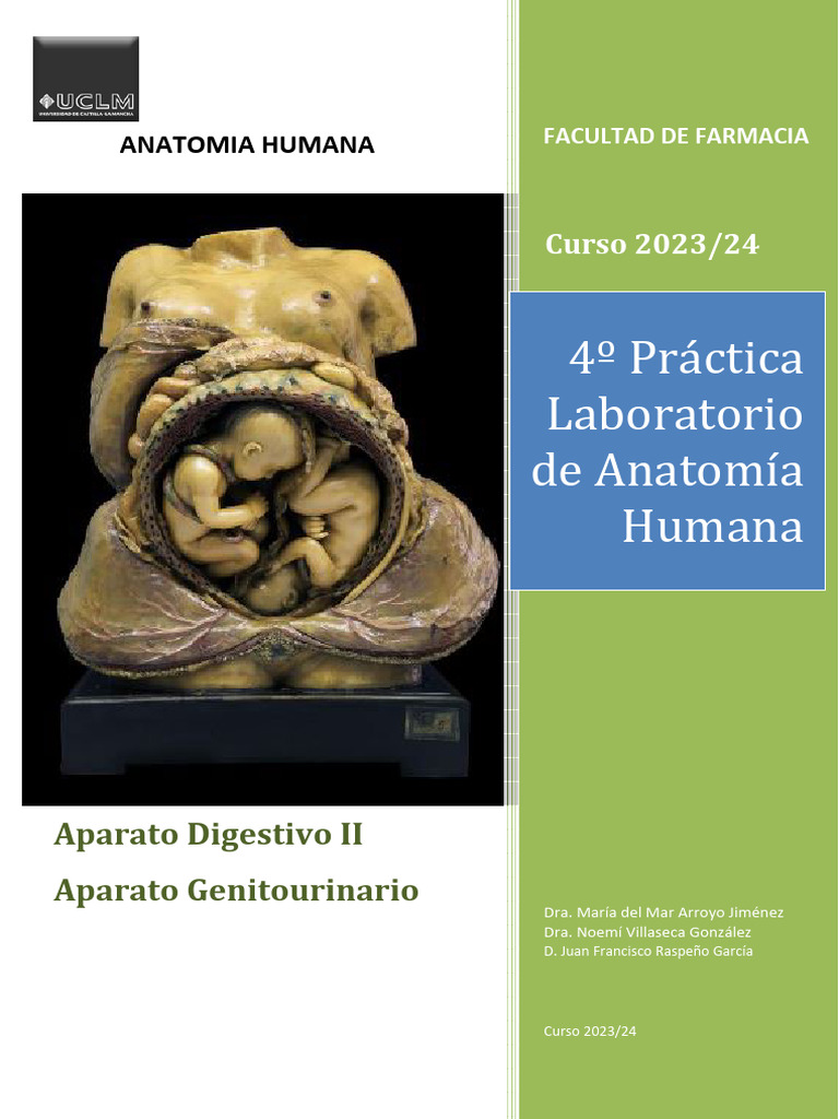 PrÃ¡ctica 4 | PDF | Riñón | Sistema urinario