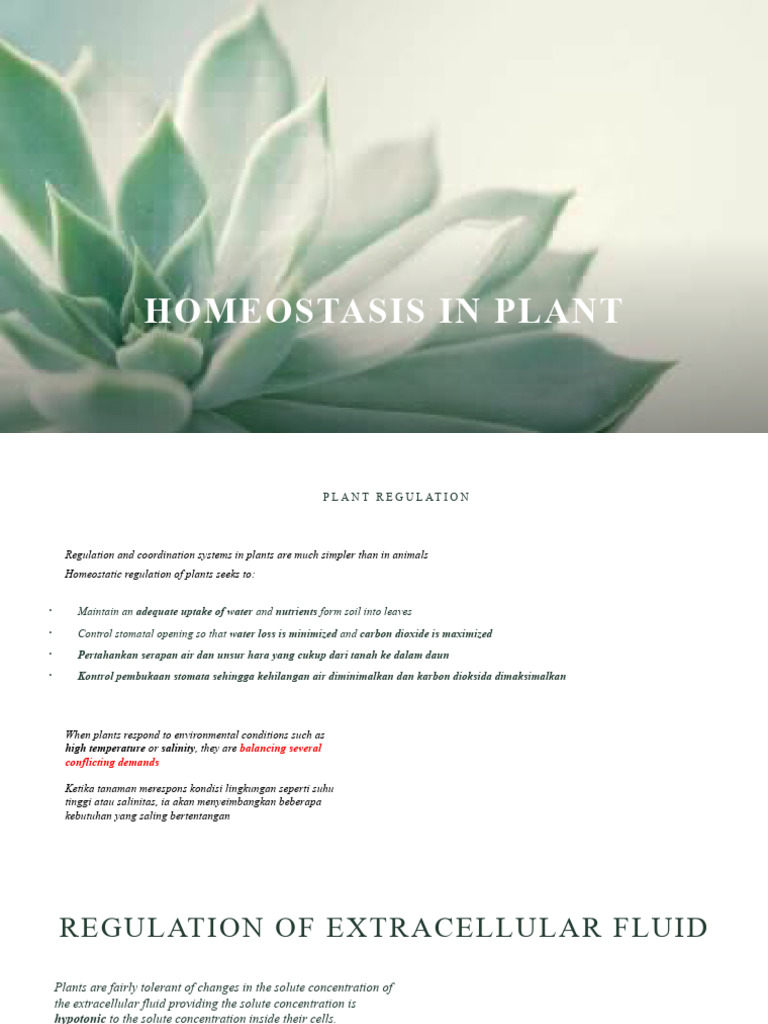 Plant Homeostasis and Stomatal Regulation | PDF | Stoma | Biochemistry