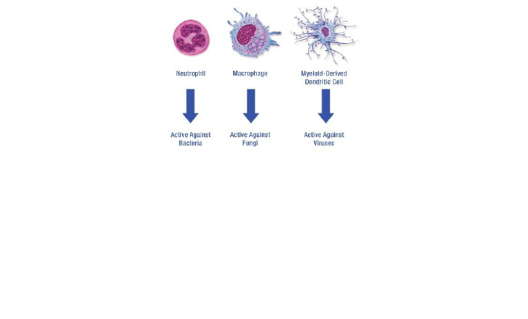 Neutrophil-Macrophage-and-Myeloid-Derived-Dendritic-Cell-Function - JPG ...