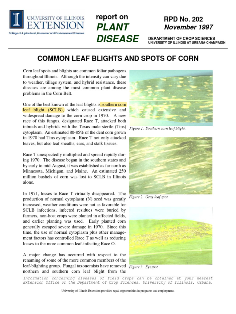 COMMON LEAF BLIGHTS AND SPOTS OF CORN | PDF | Organisms | Mycology