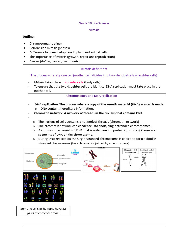 Mitosis Notes PDF | PDF | Mitosis | Chromosome