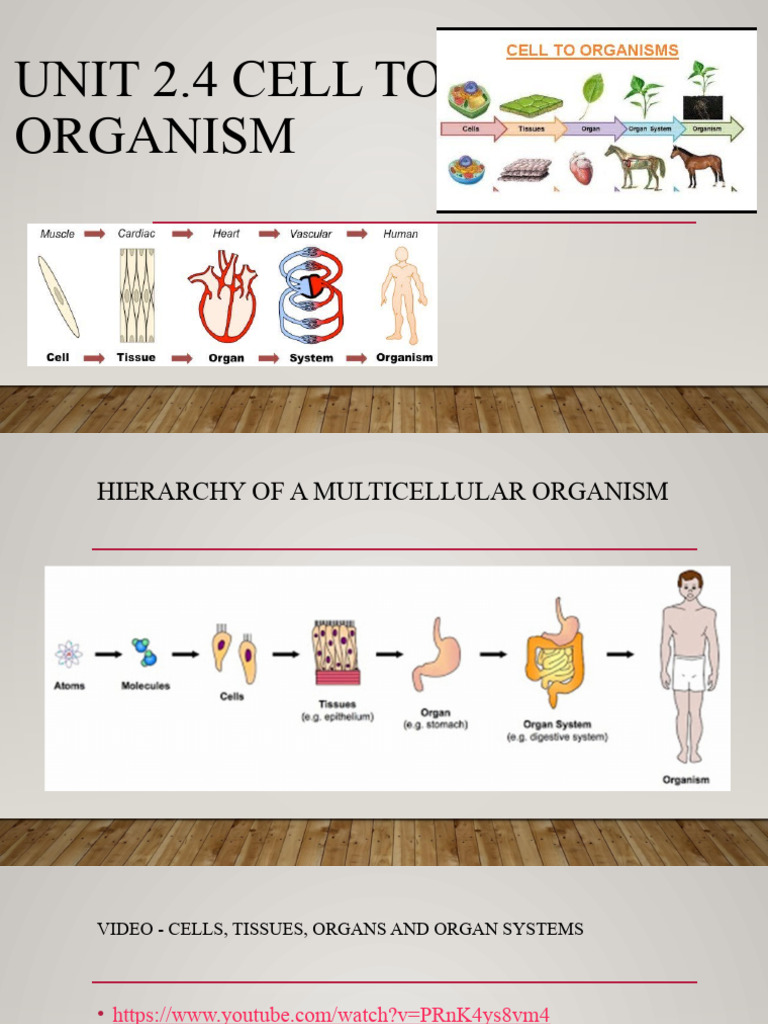 Unit 2.4 Cell To Organism | PDF | Tissue (Biology) | Plants