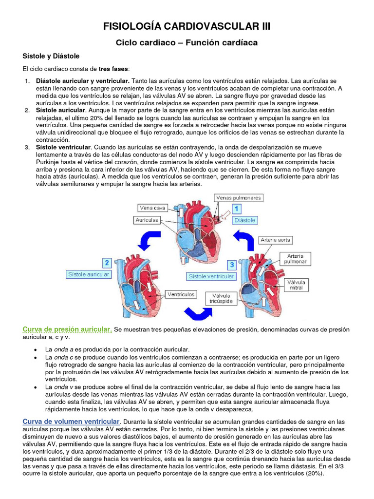 Clase 15 Fisiologia Cardiovascular Iii Pdf Corazón Ventrículo