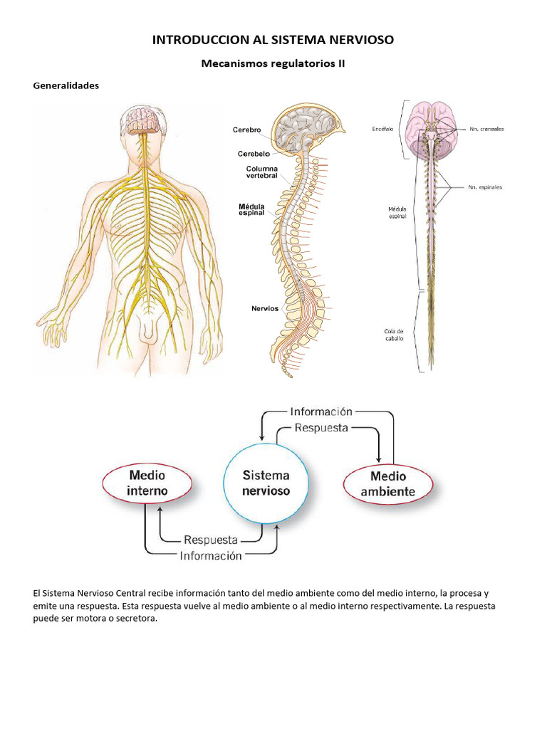 Clase 5 Introduccion Al Sistema Nervioso | PDF | Potencial de acción | Axon Clase 5 Introduccion Al Sistema Nervioso | PDF | Potencial de acción | Axon