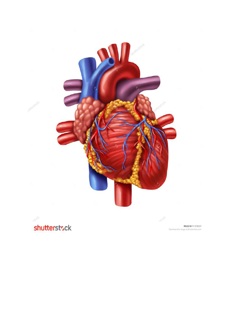 Heart Anatomy | PDF