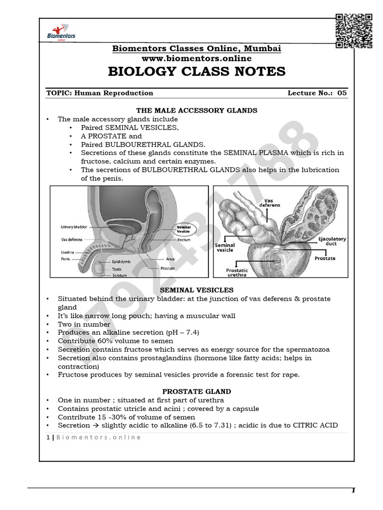 Human Reproduction Lecture - 5 Notes | PDF | Prostate | Semen