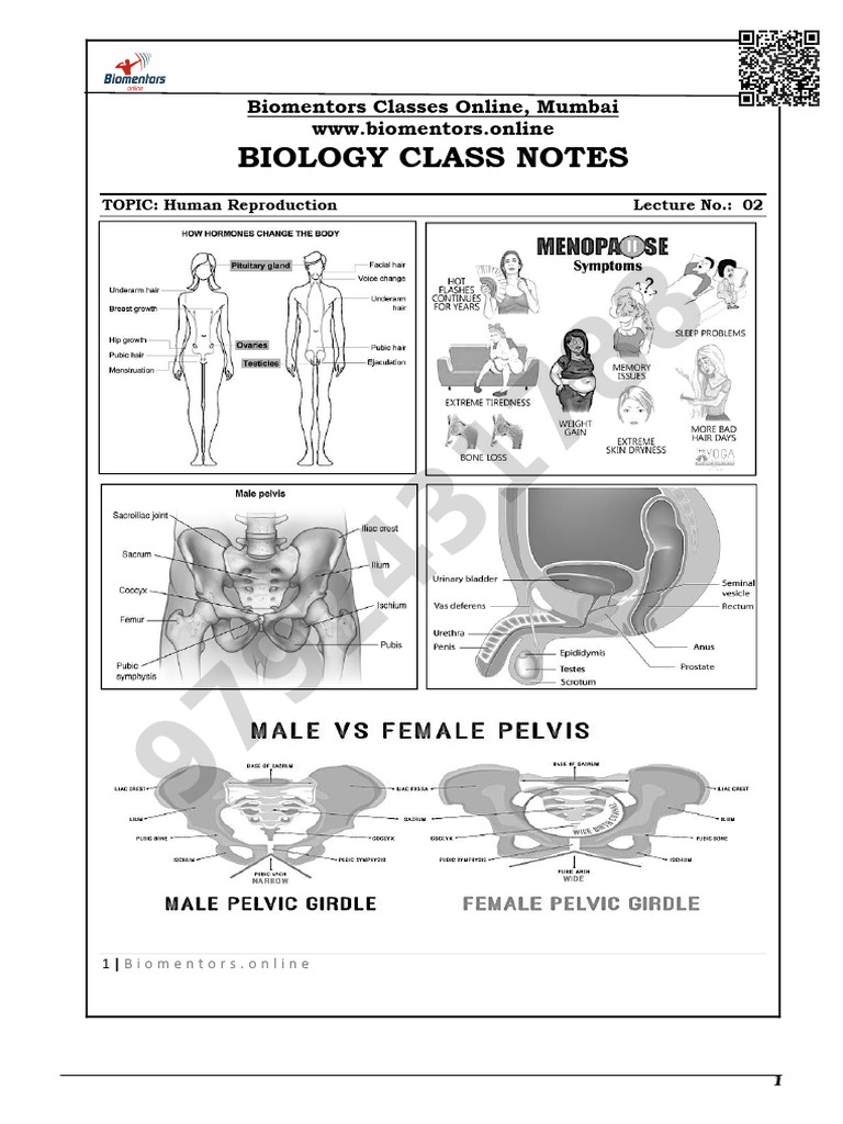 Human Reproduction Lecture 2 Notes Download Free Pdf Testicle Biology 