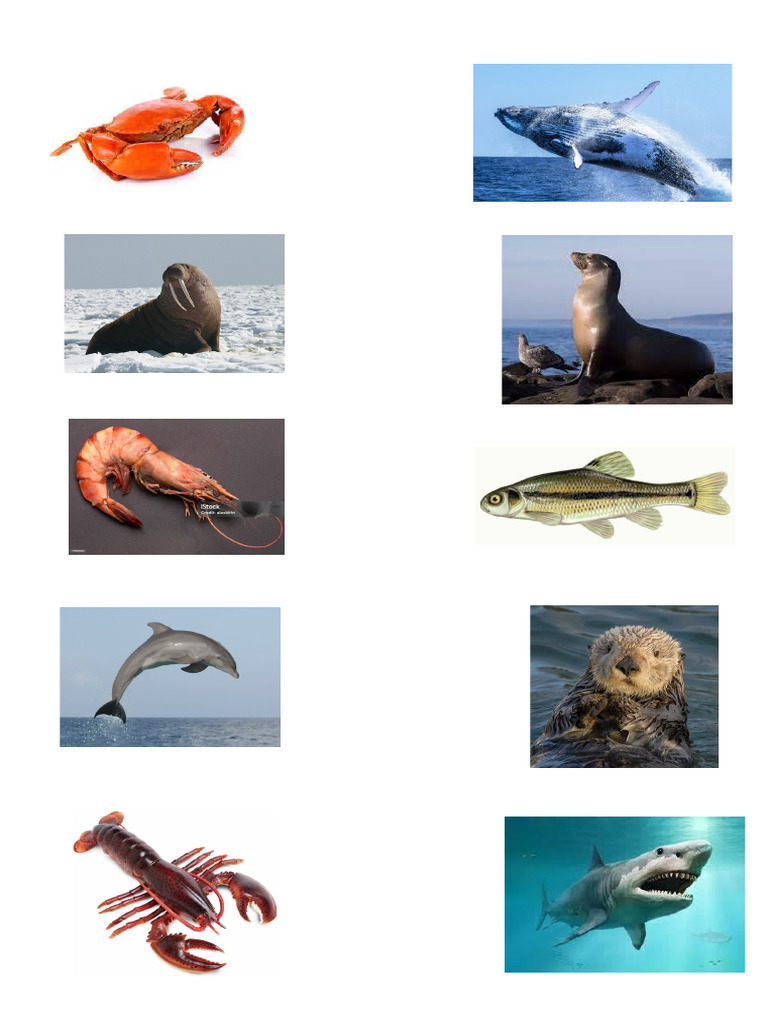 sea creatures | PDF
