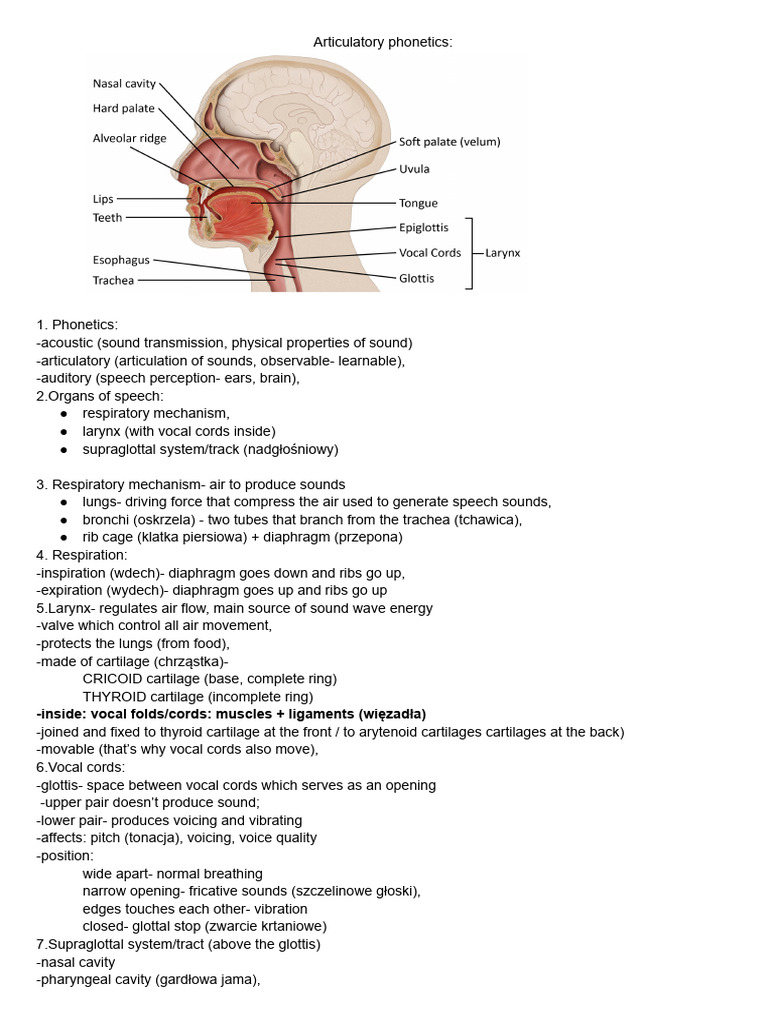 Understanding Articulatory Phonetics | PDF | Phonetics | Larynx