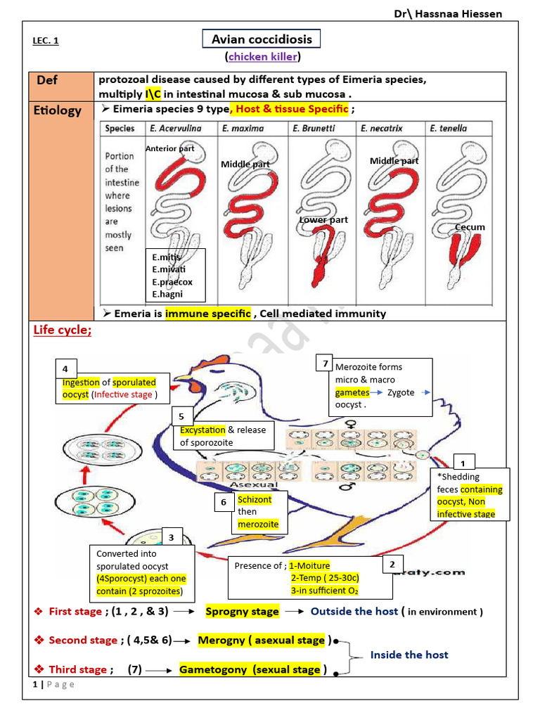 Avian Coccidiosis | Download Free PDF | Diseases And Disorders ...