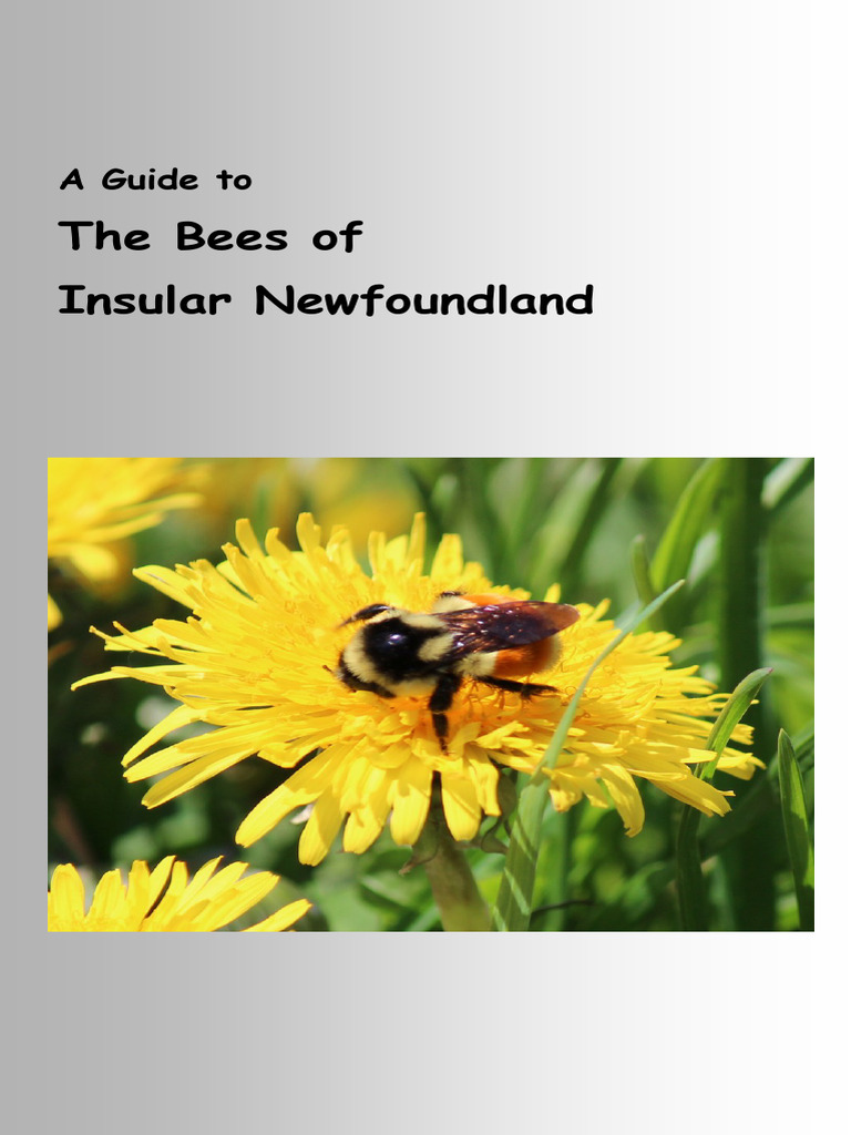 Bees of Insular Newfoundland Guide | PDF | Bees | Bumblebee