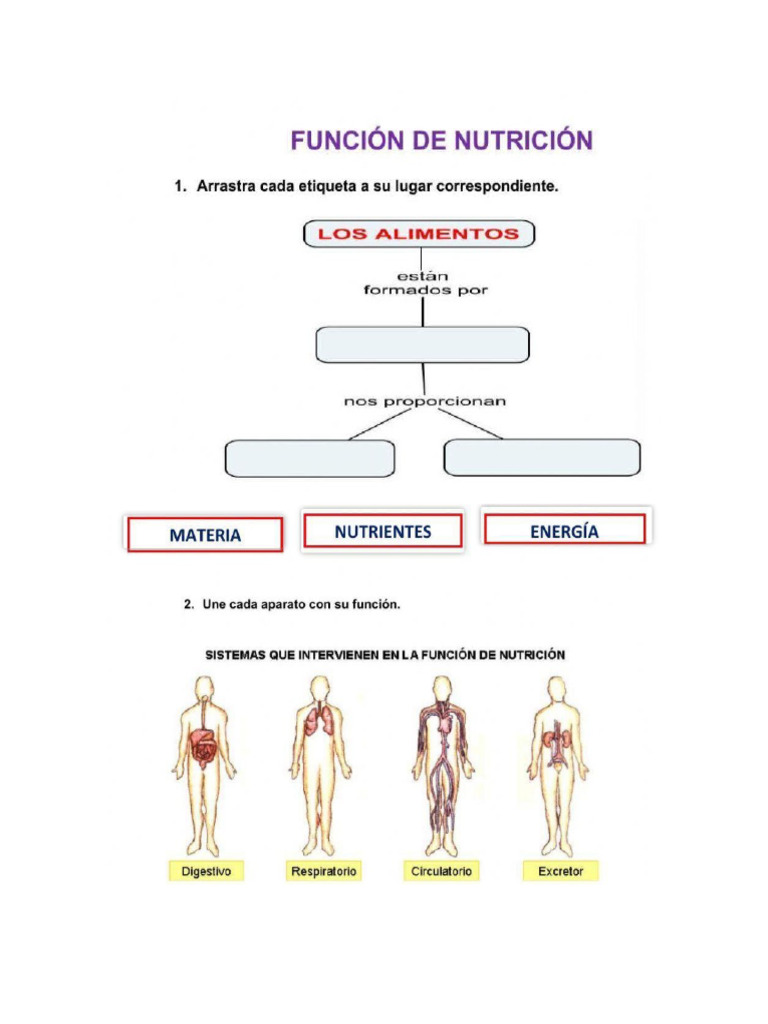 Actividad Sobre La Funcion de Nutricion | PDF