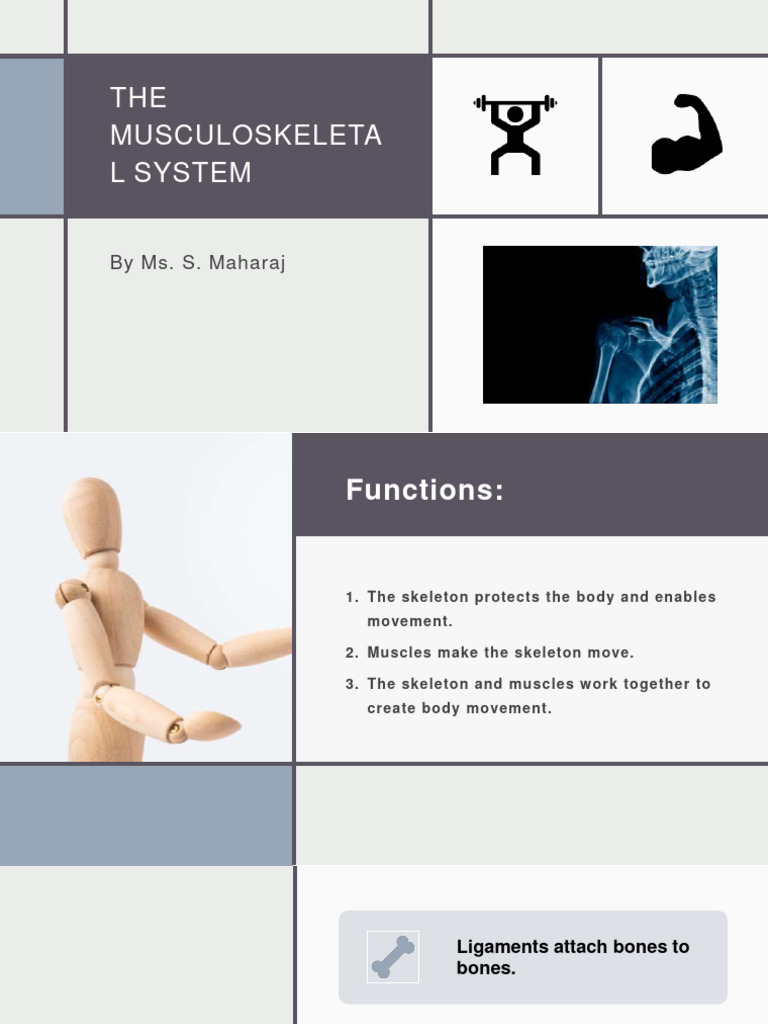 The Musculoskeletal System | PDF | Muscle | Human Musculoskeletal System