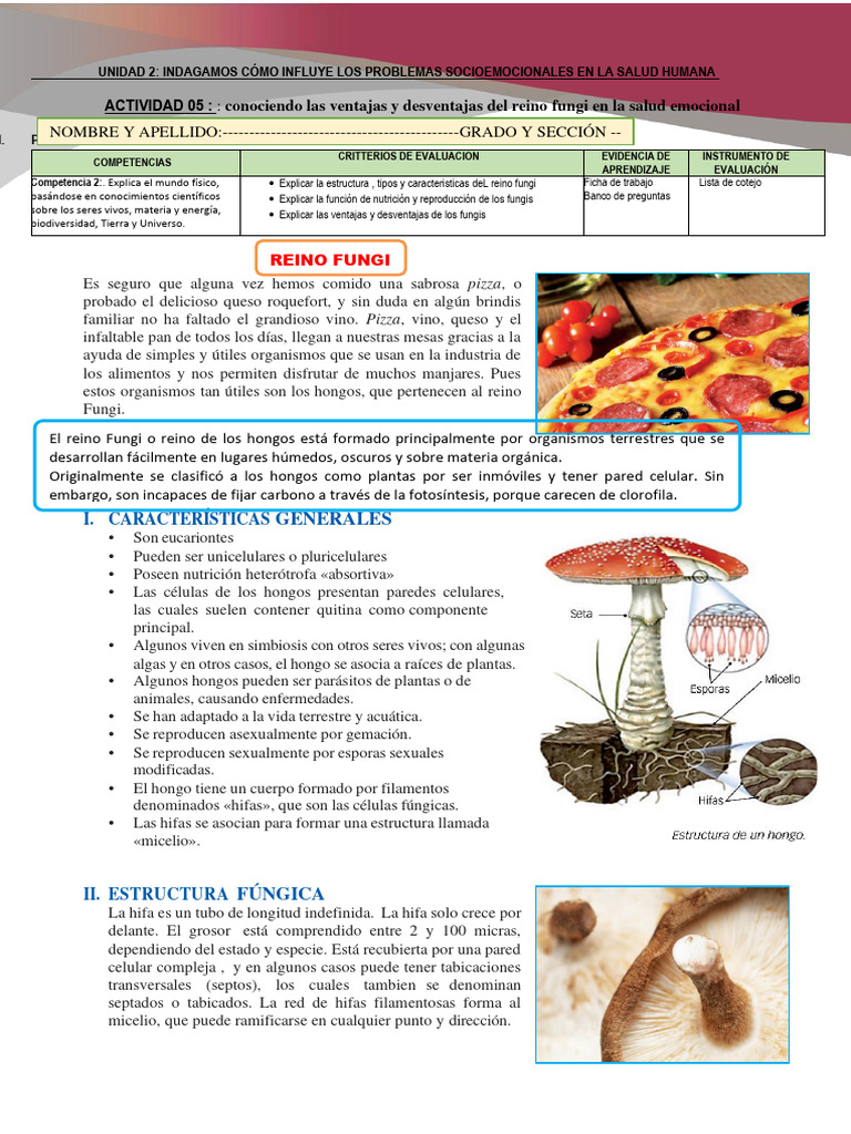 Actividad 5 Reino Fungi | PDF | Hongo | Penicilina