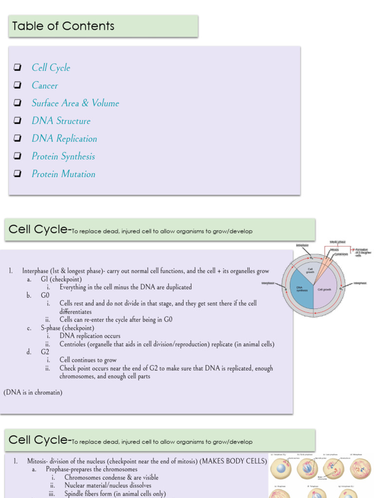Cell Cycle, Cancer, and DNA Basics | PDF | Dna | Dna Replication