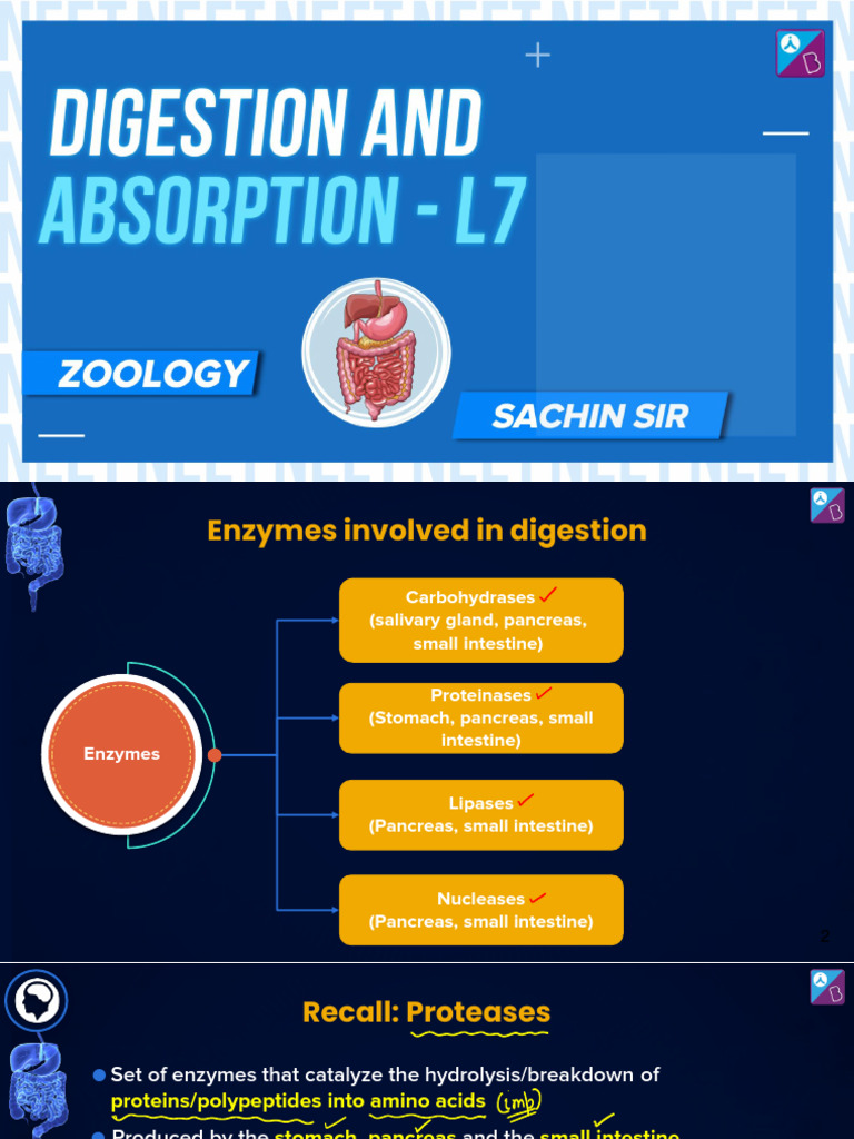 Digestion and Absorption L7 | PDF | Stomach | Digestion