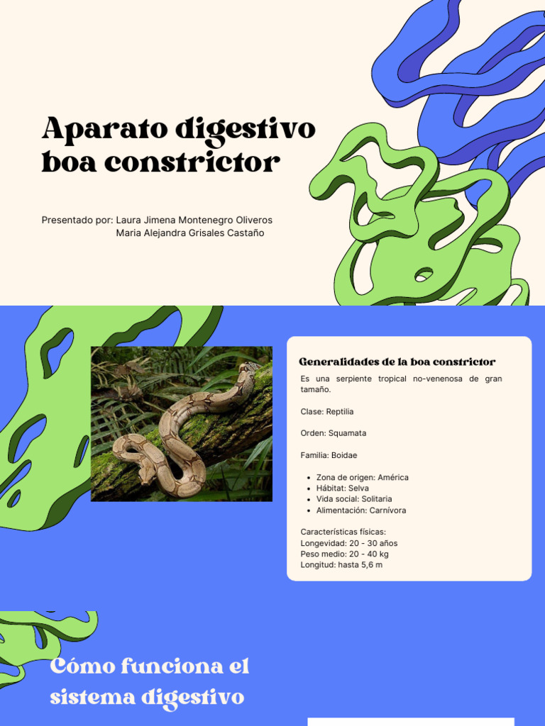 Boa Constrictor Pdf