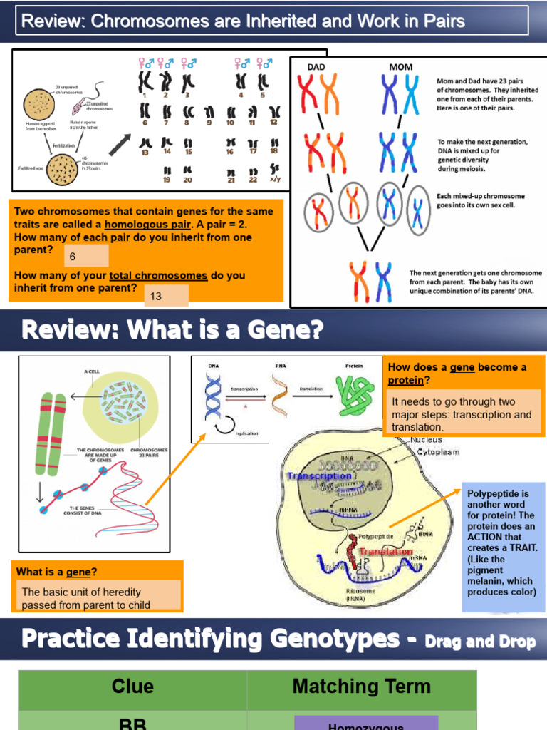 Genetic Patterns and Diseases Presentation | PDF | Dominance (Genetics) | Genotype