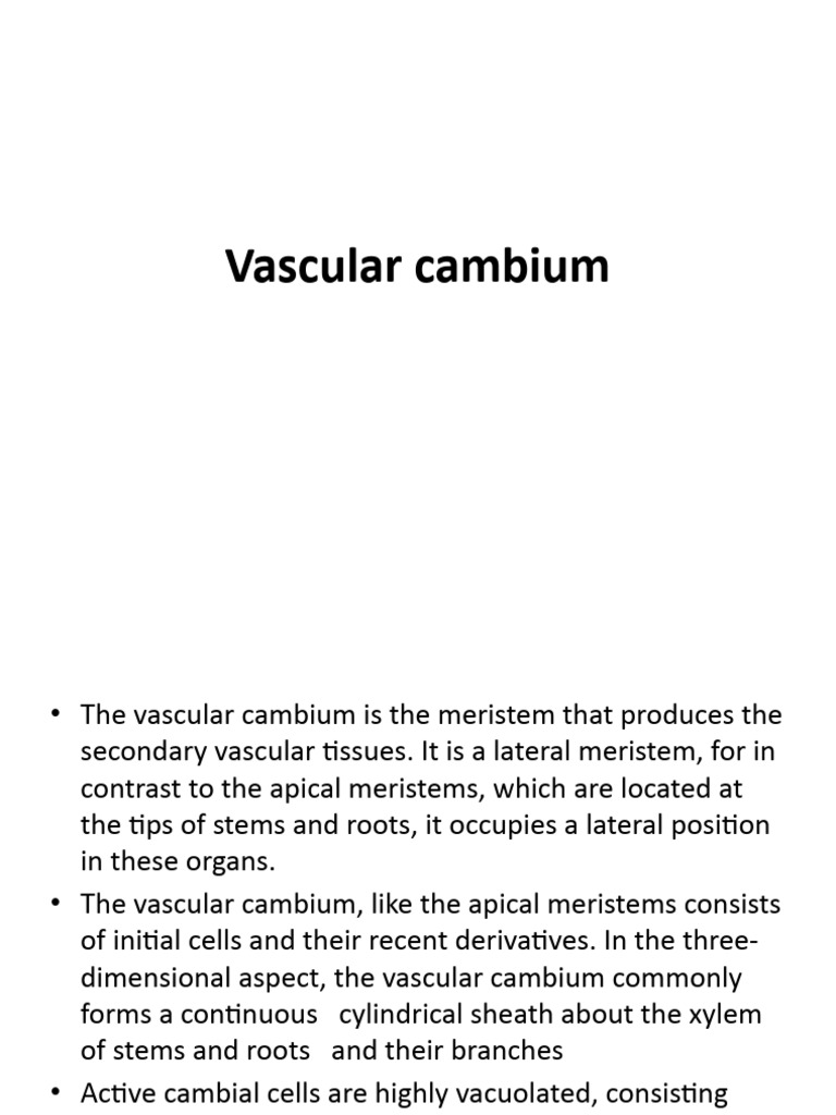 Vascular Cambium | PDF | Plant Stem | Botany