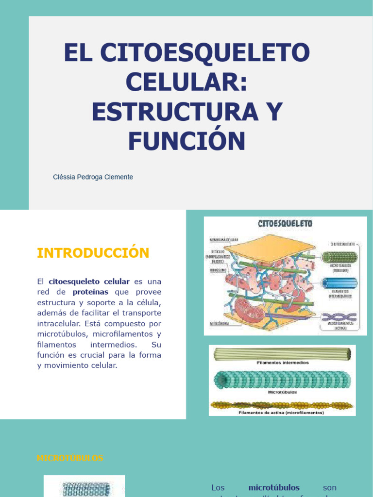 Citoesqueleto 021 | PDF | Citoesqueleto | Biología Celular)