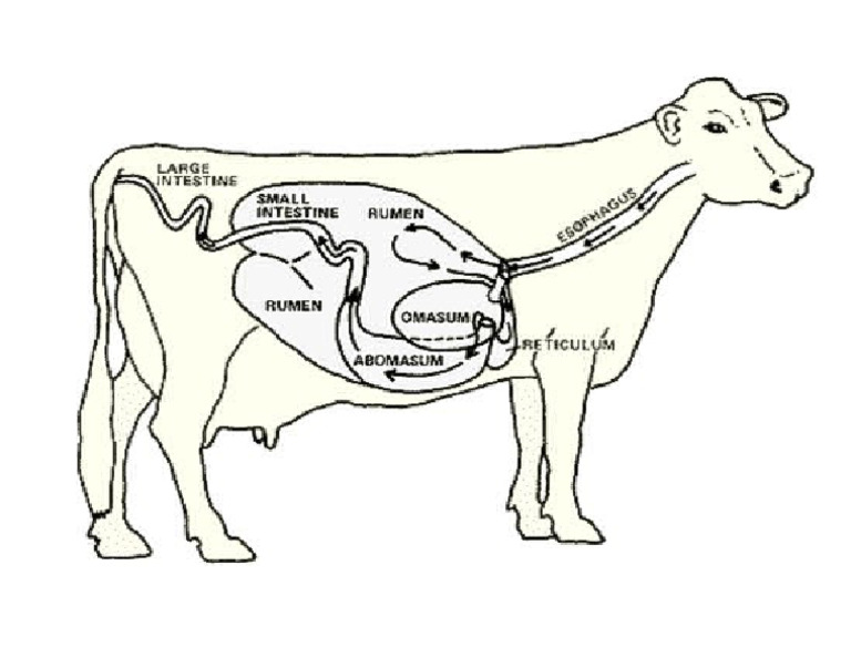 Cow | PDF