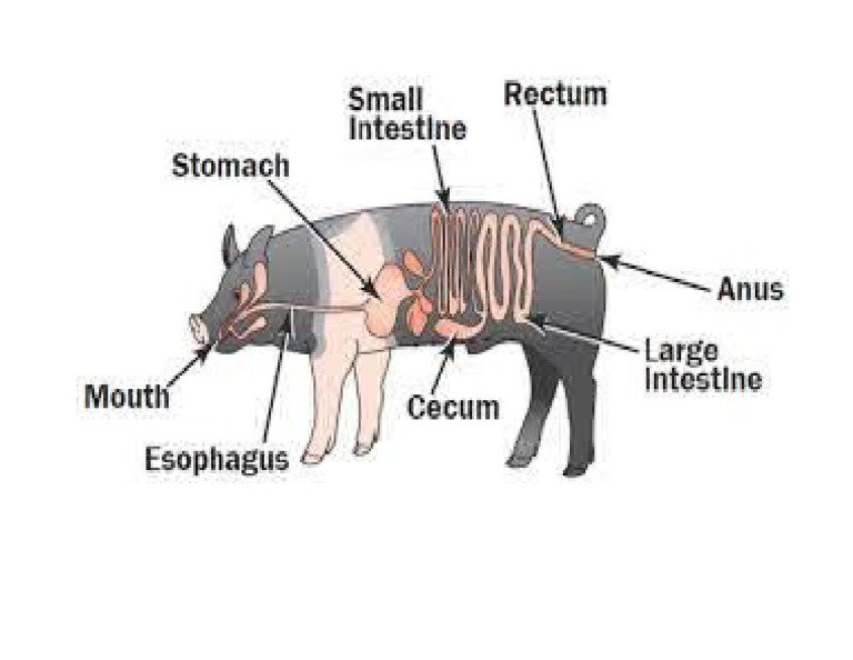 Pig | PDF