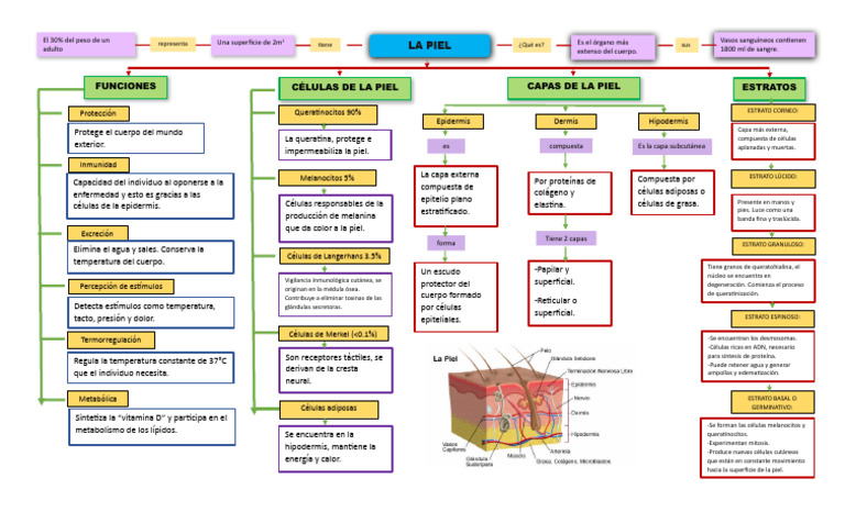 Mapa Conceptual Funciones de La Piel | PDF | Piel | Epidermis