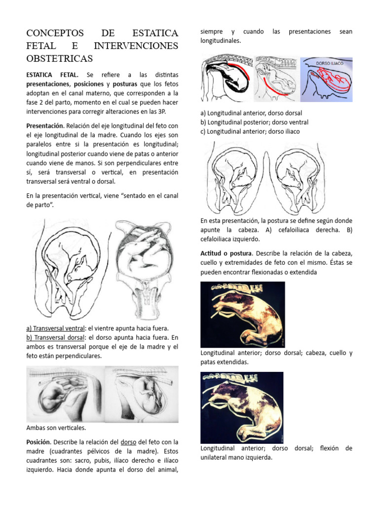 3 Clase Estatica Fetal e Intervenciones | PDF | Términos anatómicos de ...