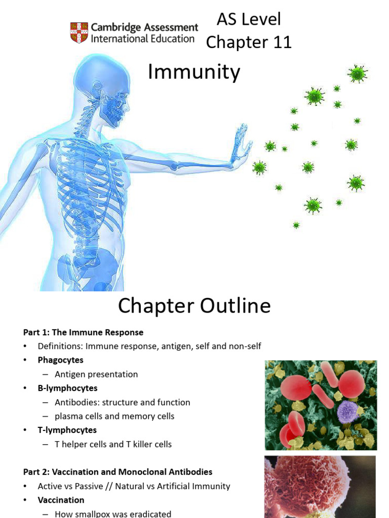 11 Immunity | PDF | Immune System | Antibody