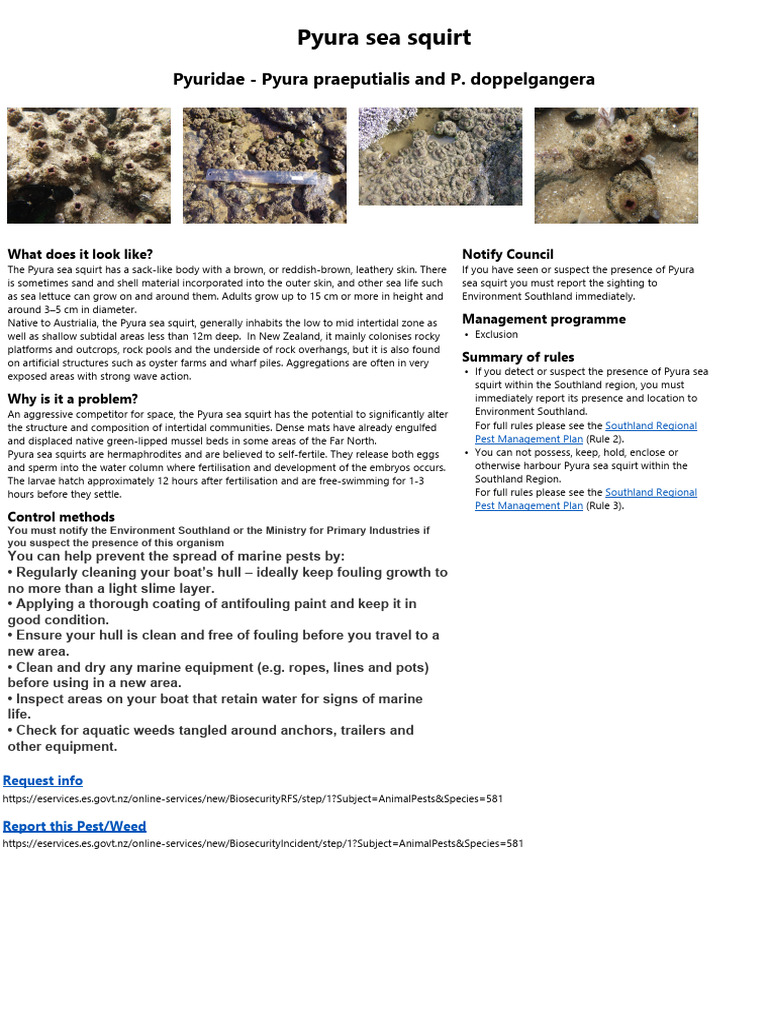 Pyura Sea Squirt: Invasive Species Guide | PDF | Sea