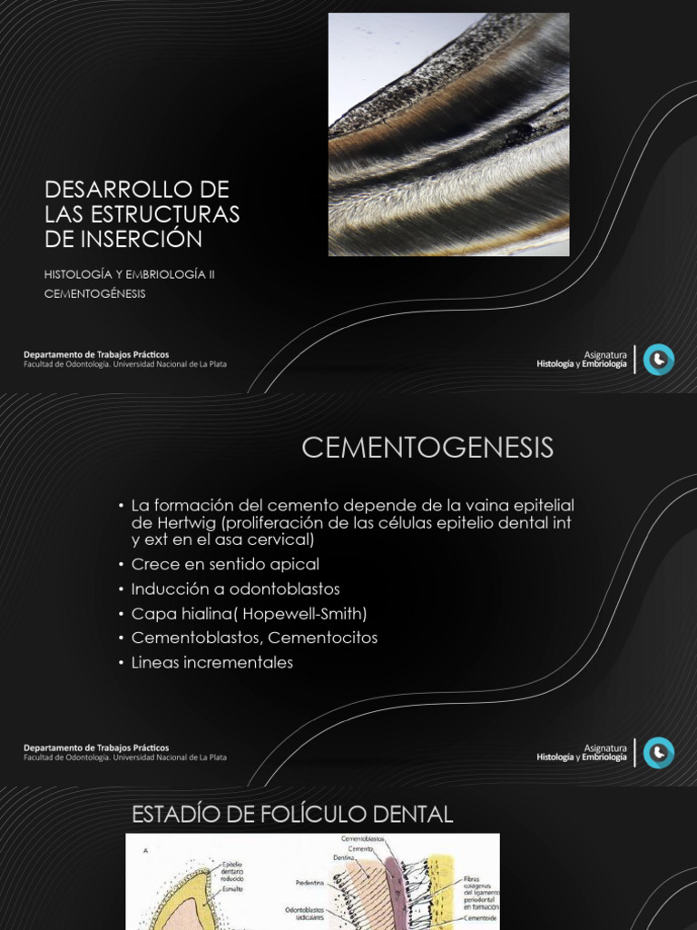 07 Cementogenesis Cemento 2021 | PDF | Anatomía | Histología