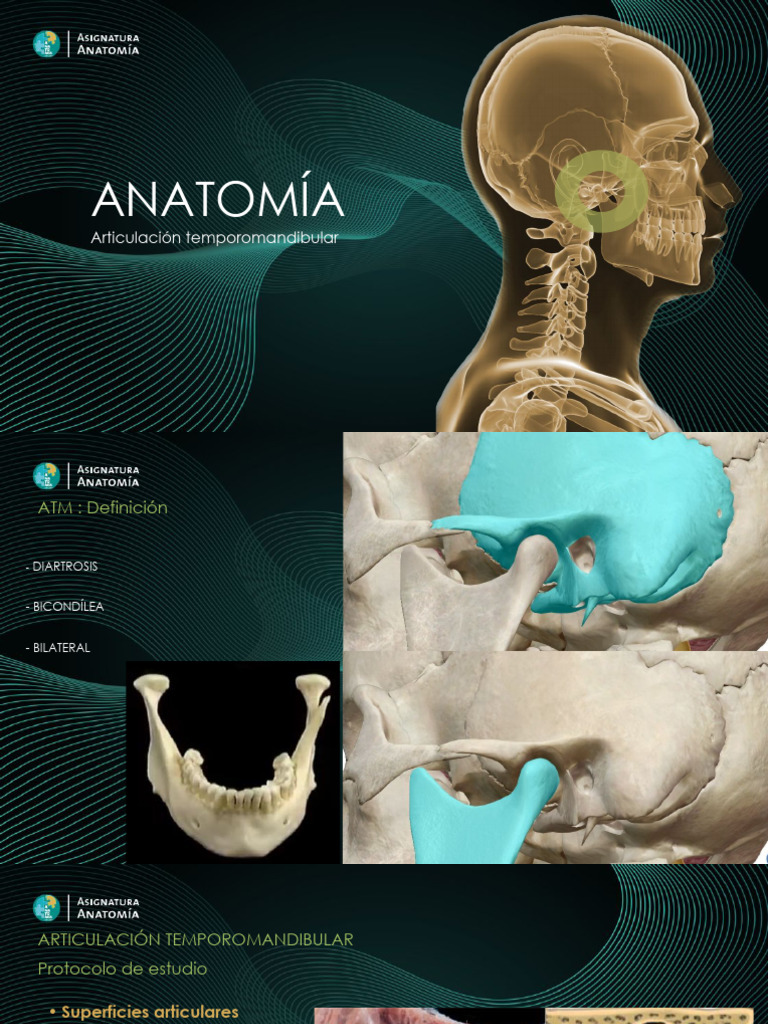 Anatomía y Función de la ATM | PDF | Articulación | Sistema esquelético