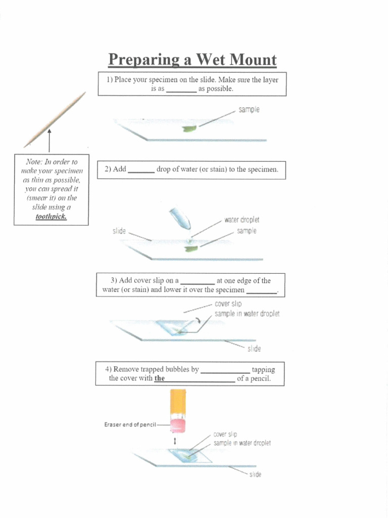 Preparing A Wet Mount Handout | PDF